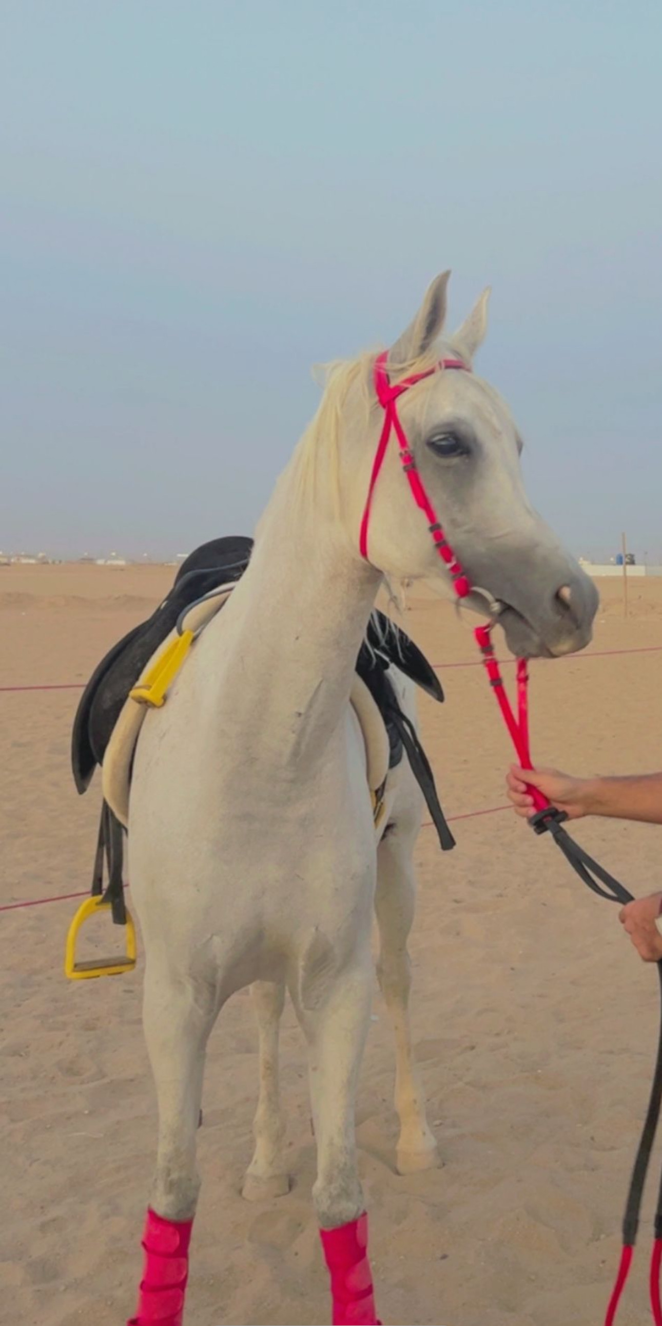 Arabian horse for sale